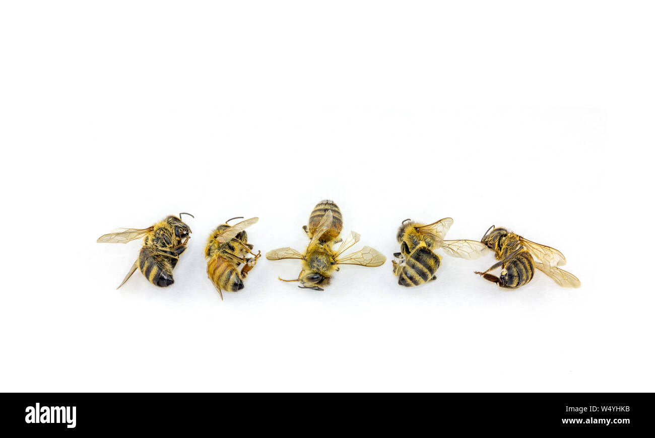 A line of five dead bees isolated on a white background Stock Photo - Alamy