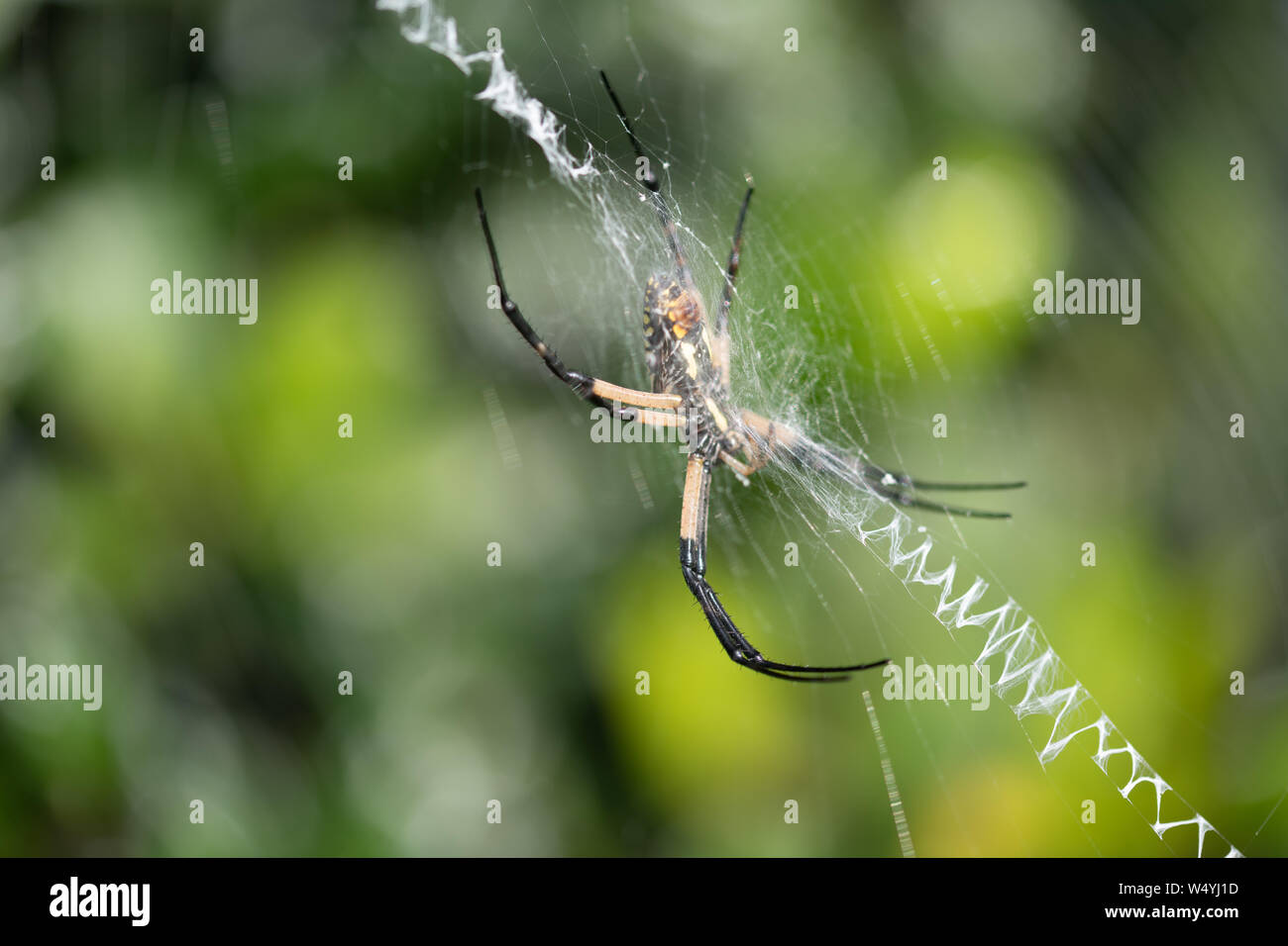 Banana spiders hi-res stock photography and images - Alamy