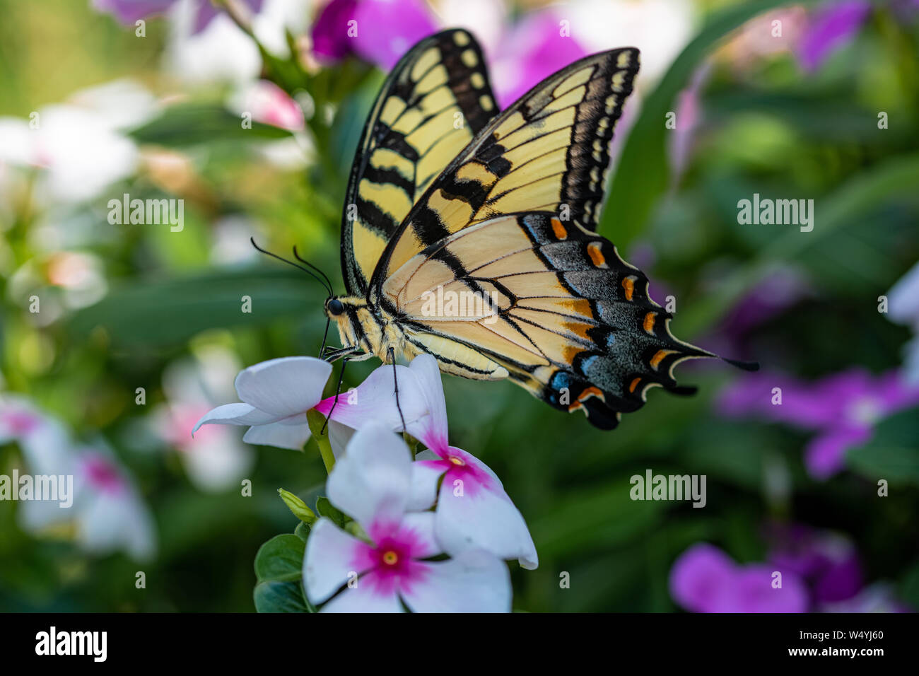 Purple Spotted Swallowtail Flying