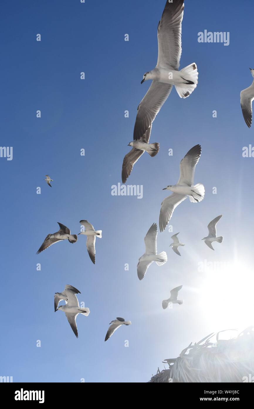 Flying with seagulls hi-res stock photography and images - Alamy