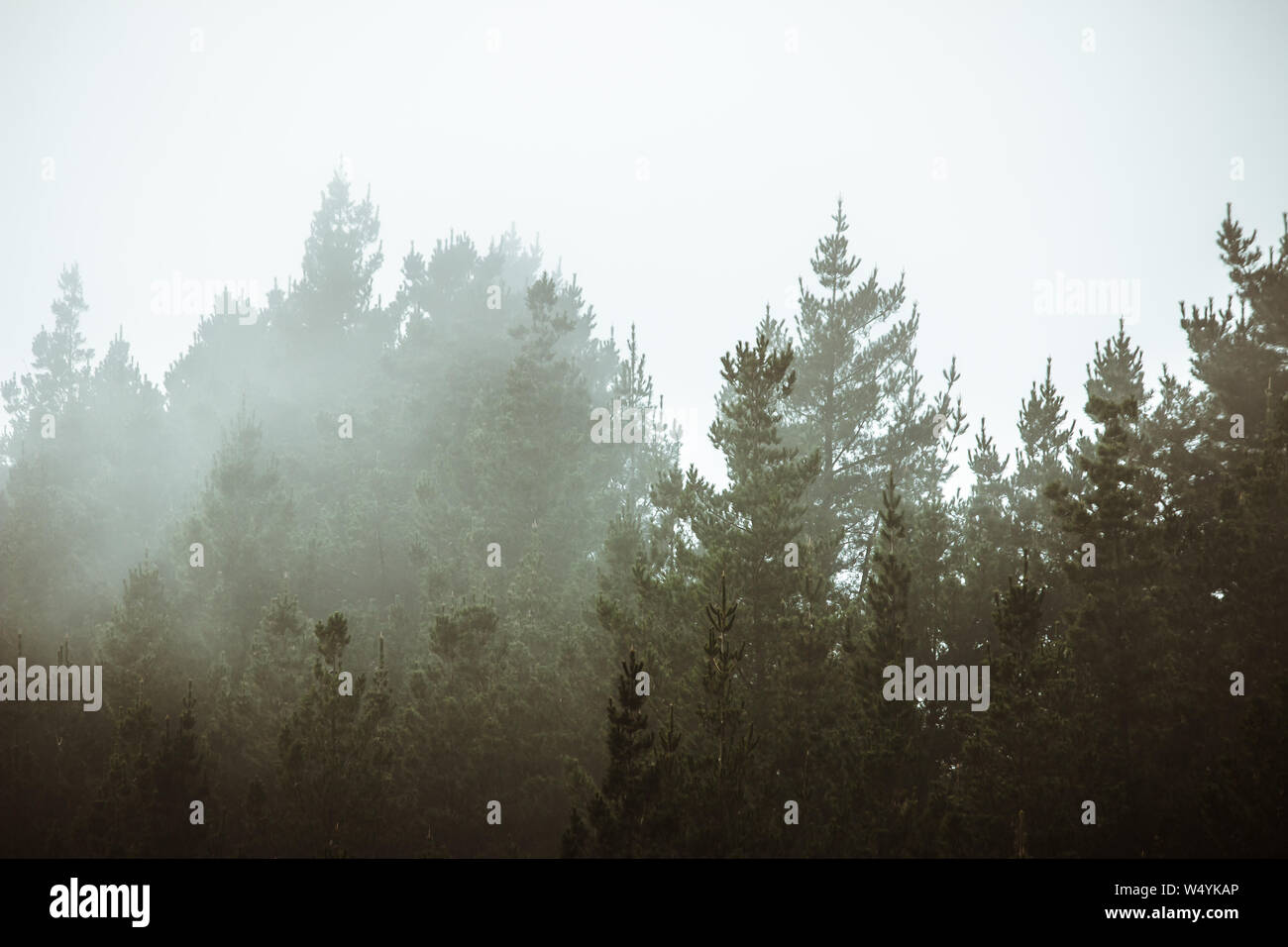 Forest with fog, foggy trees landscape in woods,dark spooky halloween ...