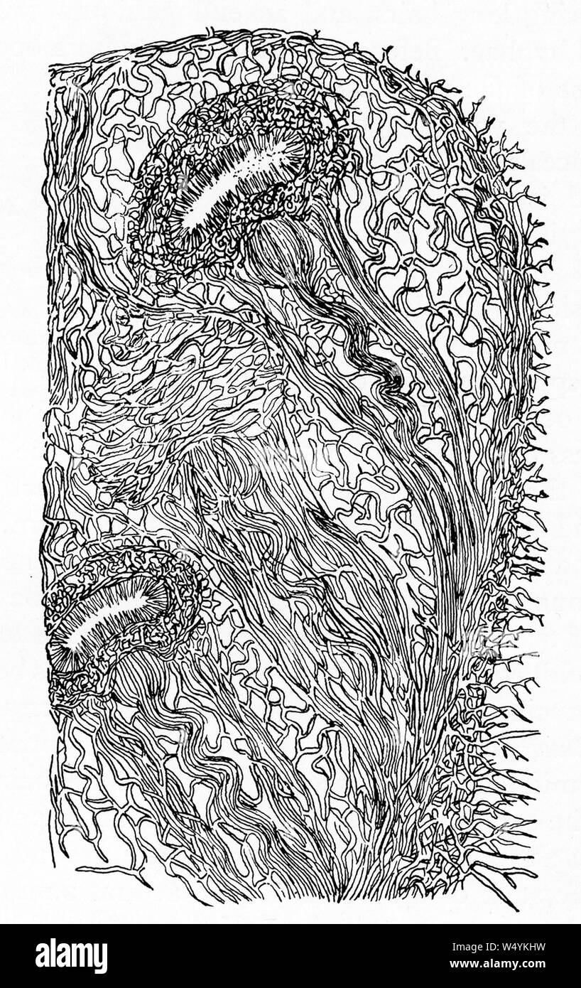 Crucibulum hi-res stock photography and images - Alamy