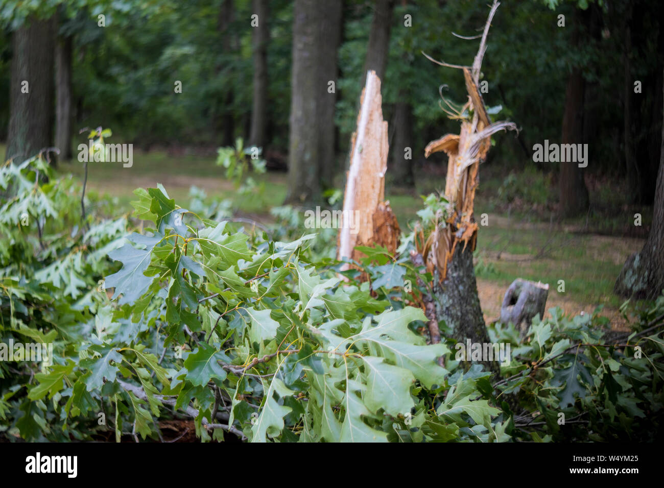 Rain damage tree roots hi-res stock photography and images - Alamy
