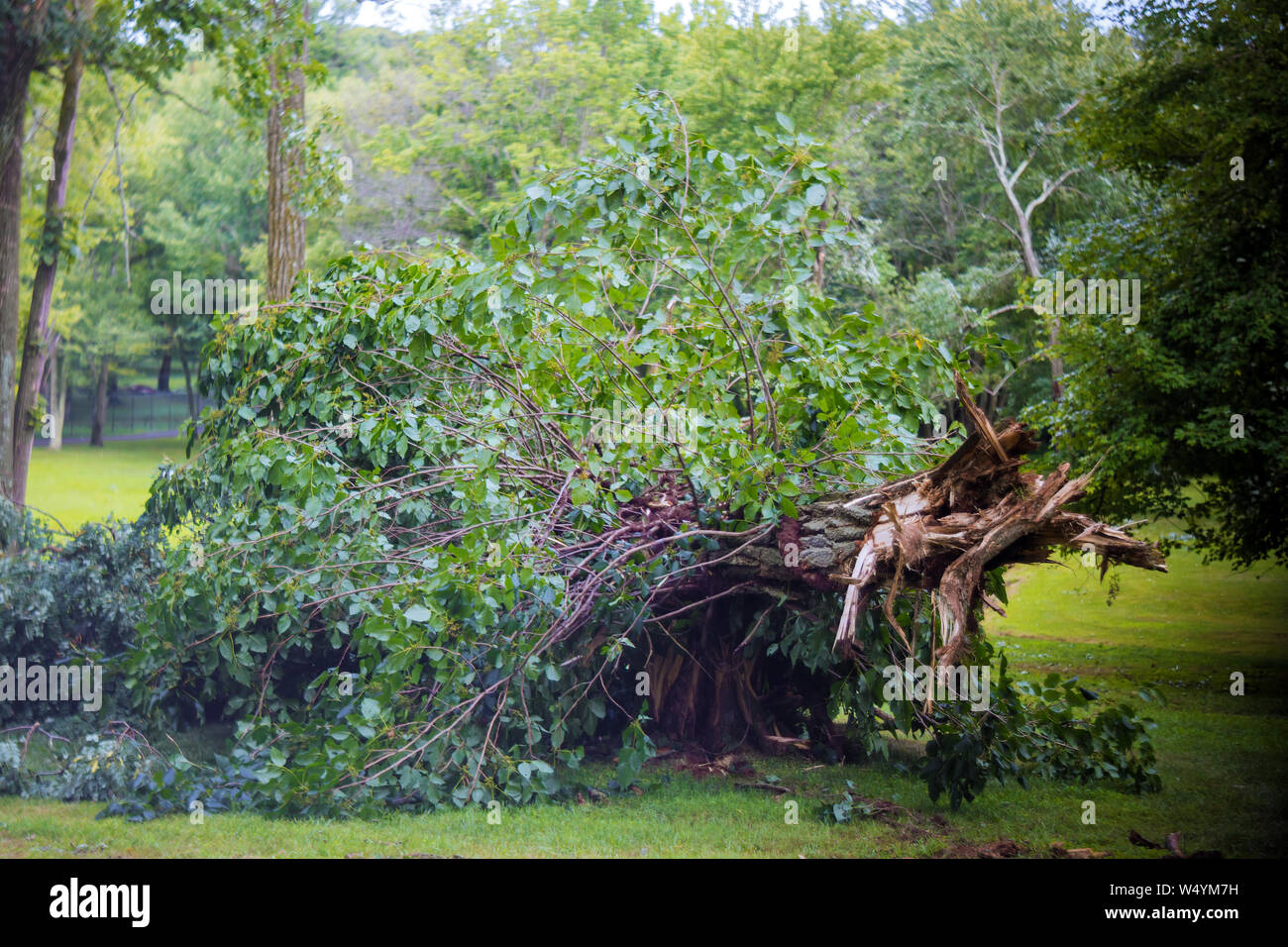 Broken tree branches hi-res stock photography and images - Alamy