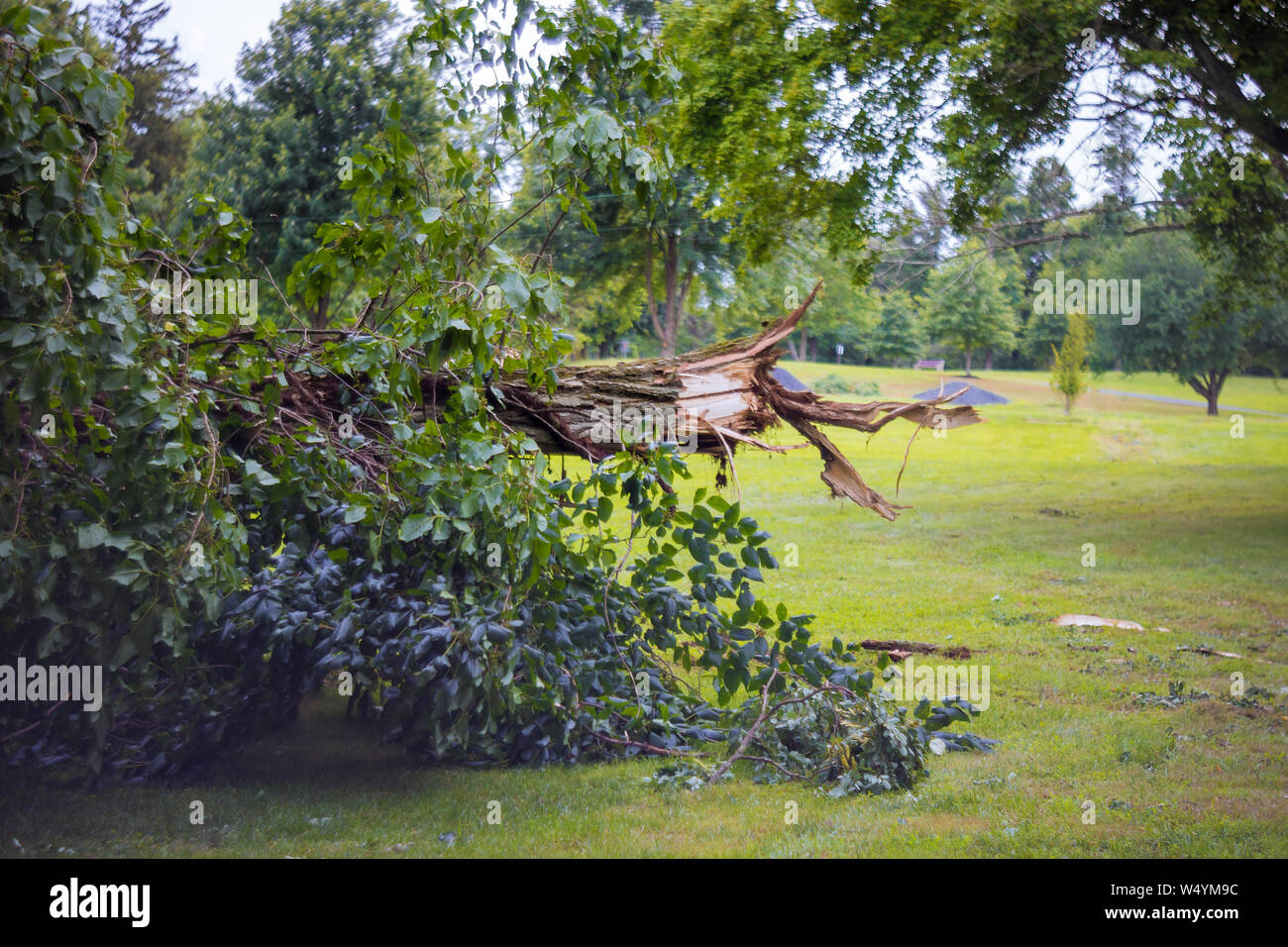 Broken trees after powerful hurricane in the forest after a storm Stock ...