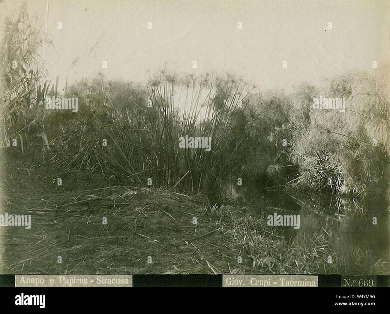 Crupi Giovanni (1849-1925) - n. 669 - Anapo e papirus (sic) - Siracusa ...