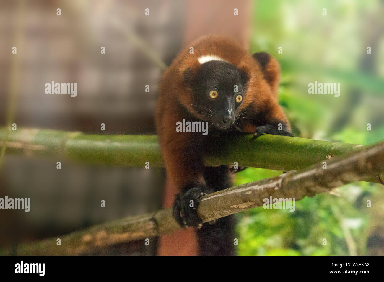 Baby red ruffed lemur pup Varecia rubra cling to branches. This species ...
