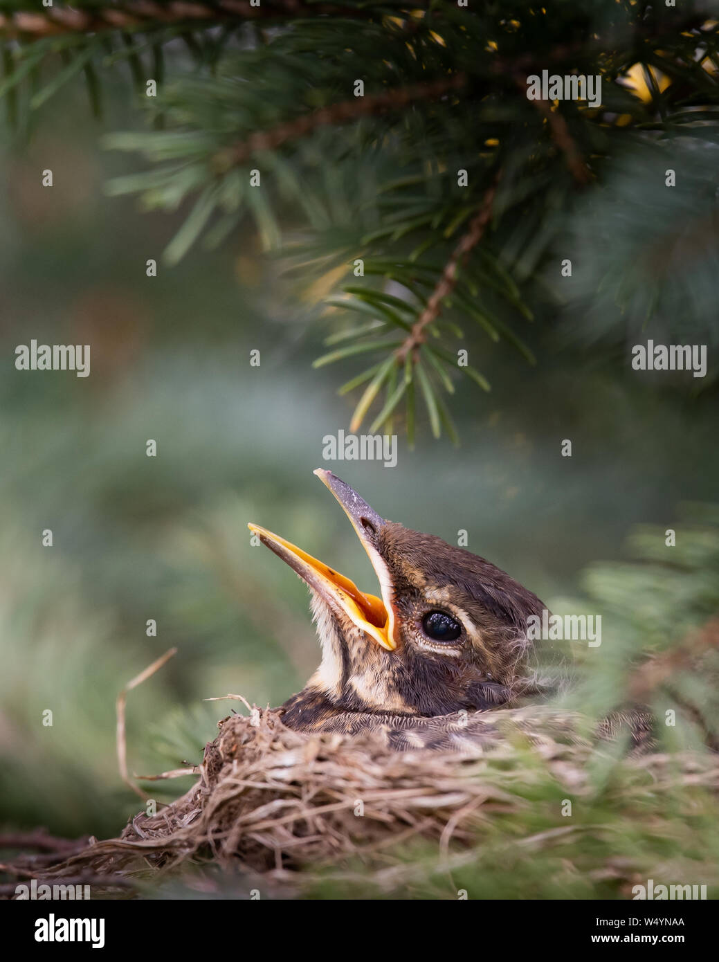 Crying bird hi-res stock photography and images - Alamy
