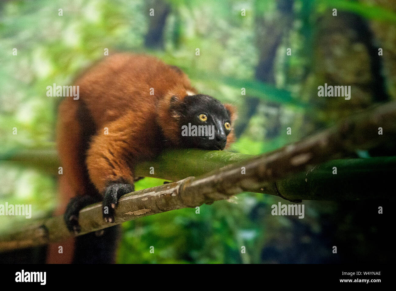 Baby red ruffed lemur pup Varecia rubra cling to branches. This species ...