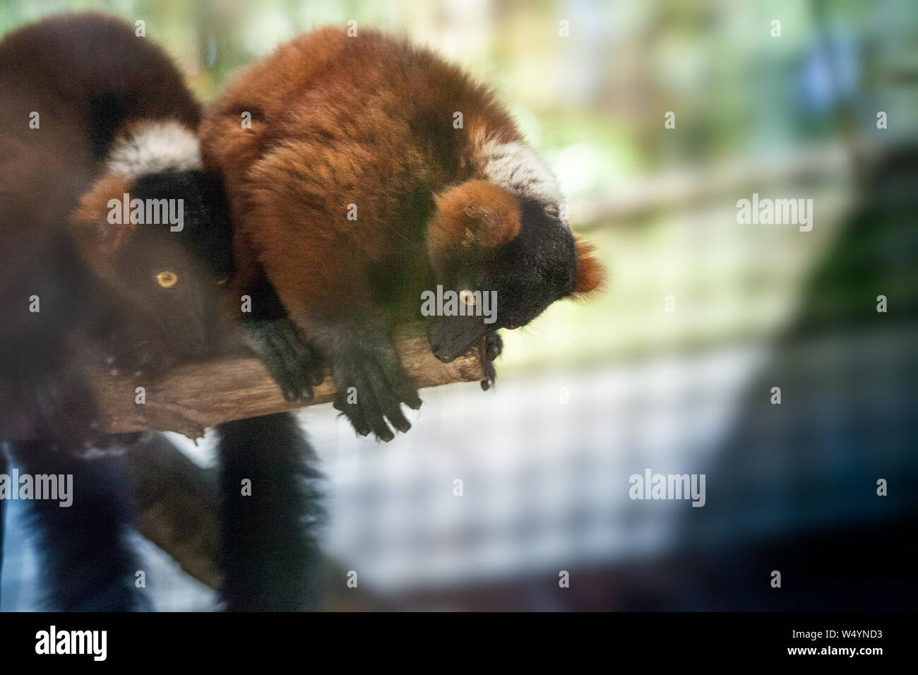 Baby red ruffed lemur pup Varecia rubra cling to branches. This species ...
