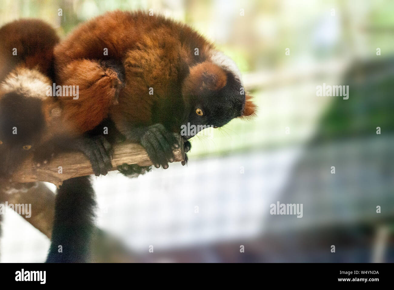 Baby red ruffed lemur pup Varecia rubra cling to branches. This species ...