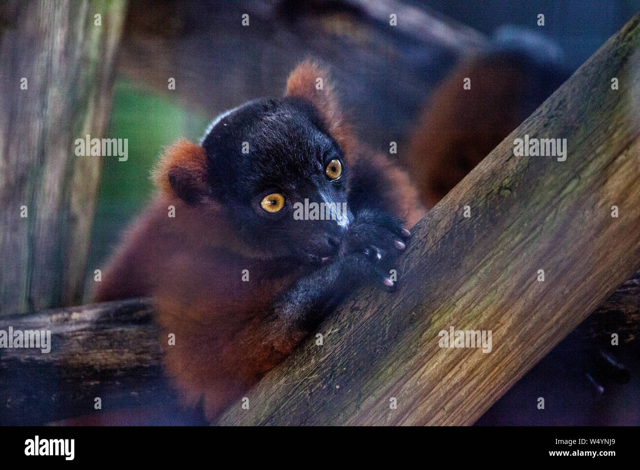 Baby red ruffed lemur pup Varecia rubra cling to branches. This species ...