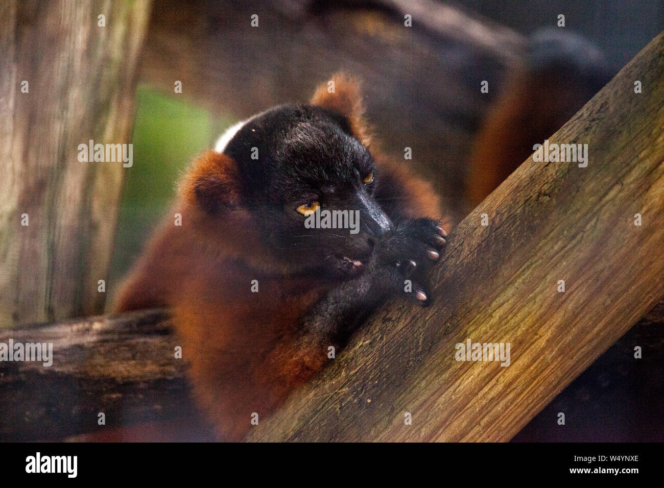Baby red ruffed lemur pup Varecia rubra cling to branches. This species ...