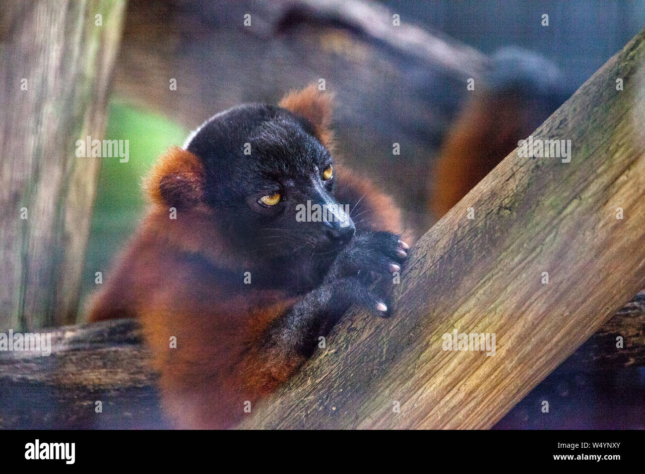 Baby red ruffed lemur pup Varecia rubra cling to branches. This species ...