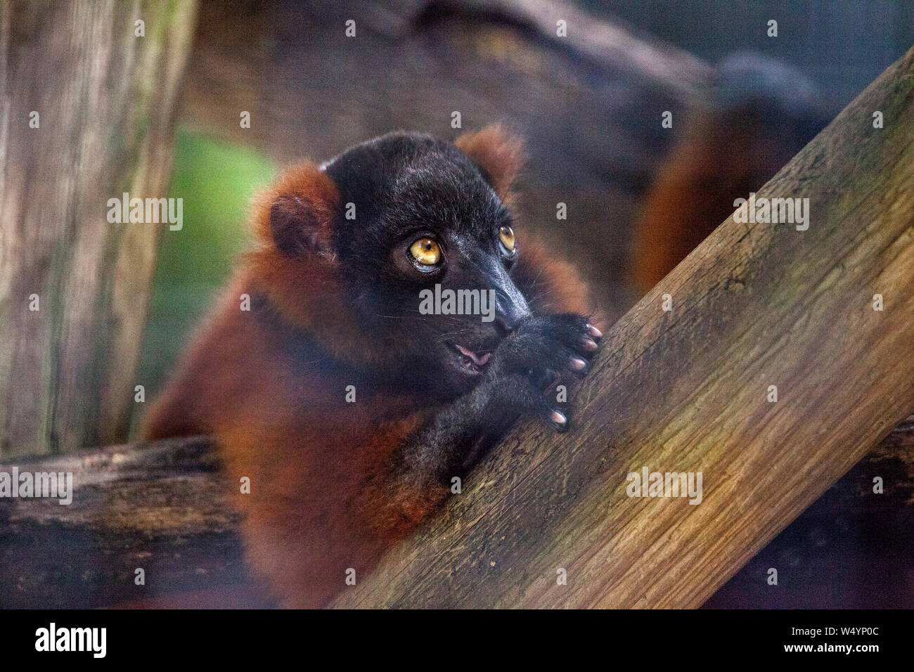 Baby red ruffed lemur pup Varecia rubra cling to branches. This species ...