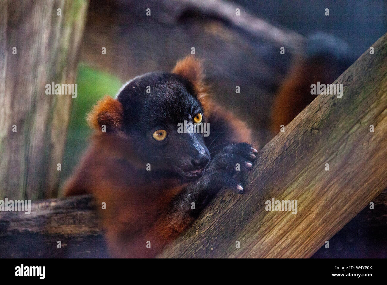 Baby red ruffed lemur pup Varecia rubra cling to branches. This species ...