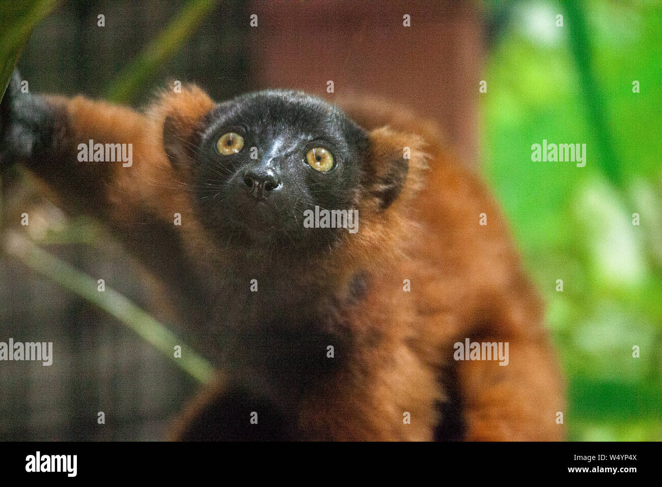 Baby red ruffed lemur pup Varecia rubra cling to branches. This species ...