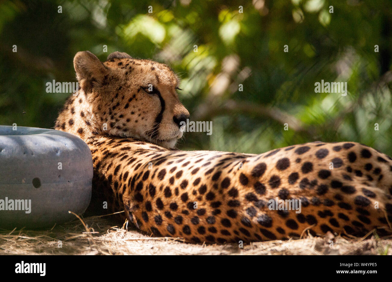 Female Cheetah Acinonyx jubatus big cat relaxes in the heat Stock Photo ...