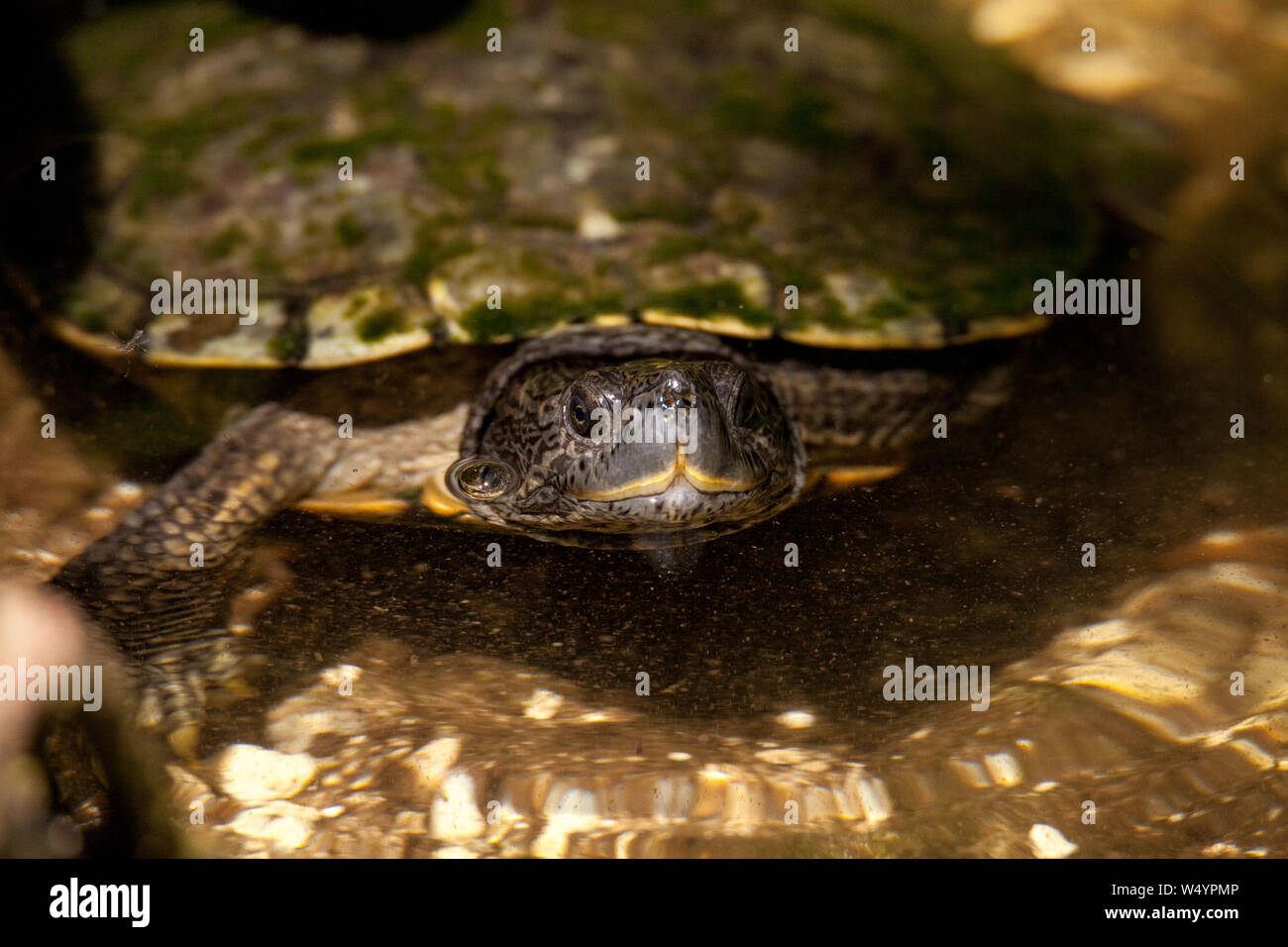 Diamondback terrapins, Malaclemys terrapin, turtle begs for food in a ...