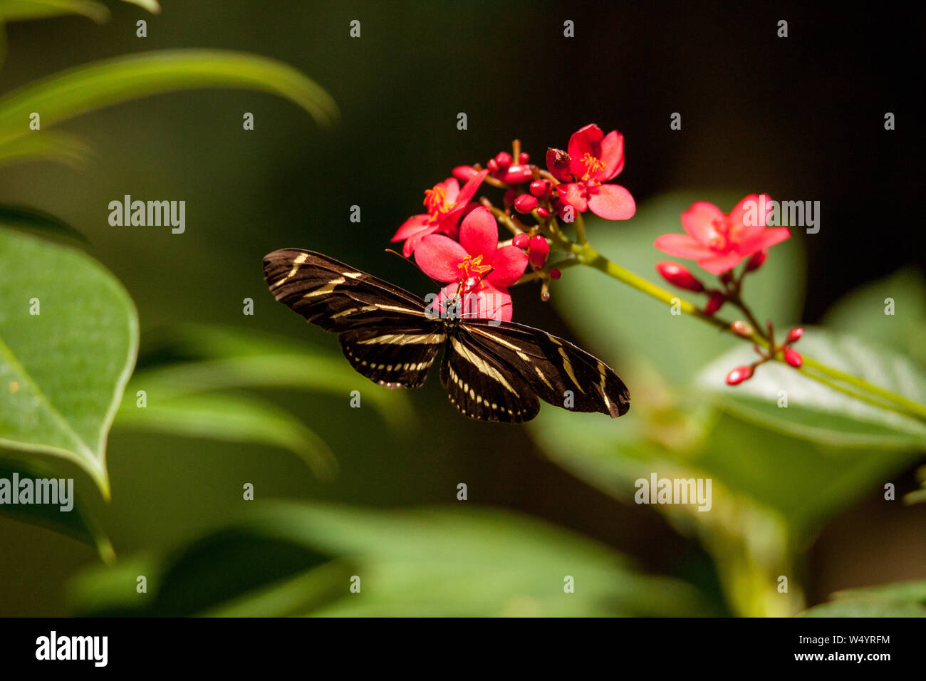 State butterfly of Florida the zebra longwing, Heliconius charitonia ...
