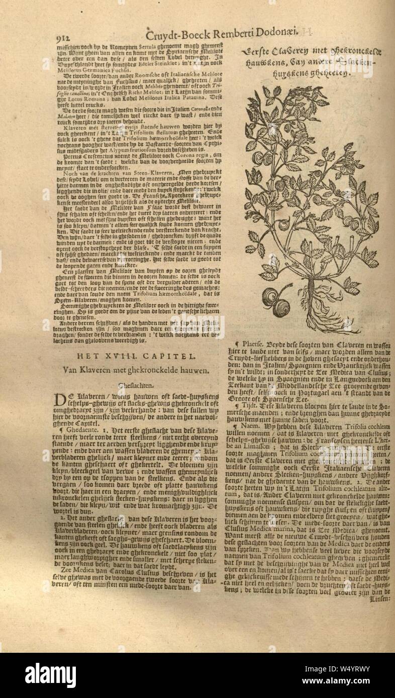 Cruydt-boeck Remberti Dodonaei volghens sijne laetste verbeteringhe (Page 912 Stock Photo - Alamy