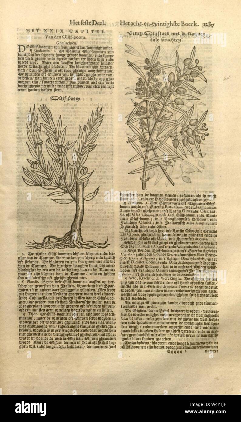 Cruydt-boeck Remberti Dodonaei volghens sijne laetste verbeteringhe (Page 1287 Stock Photo - Alamy