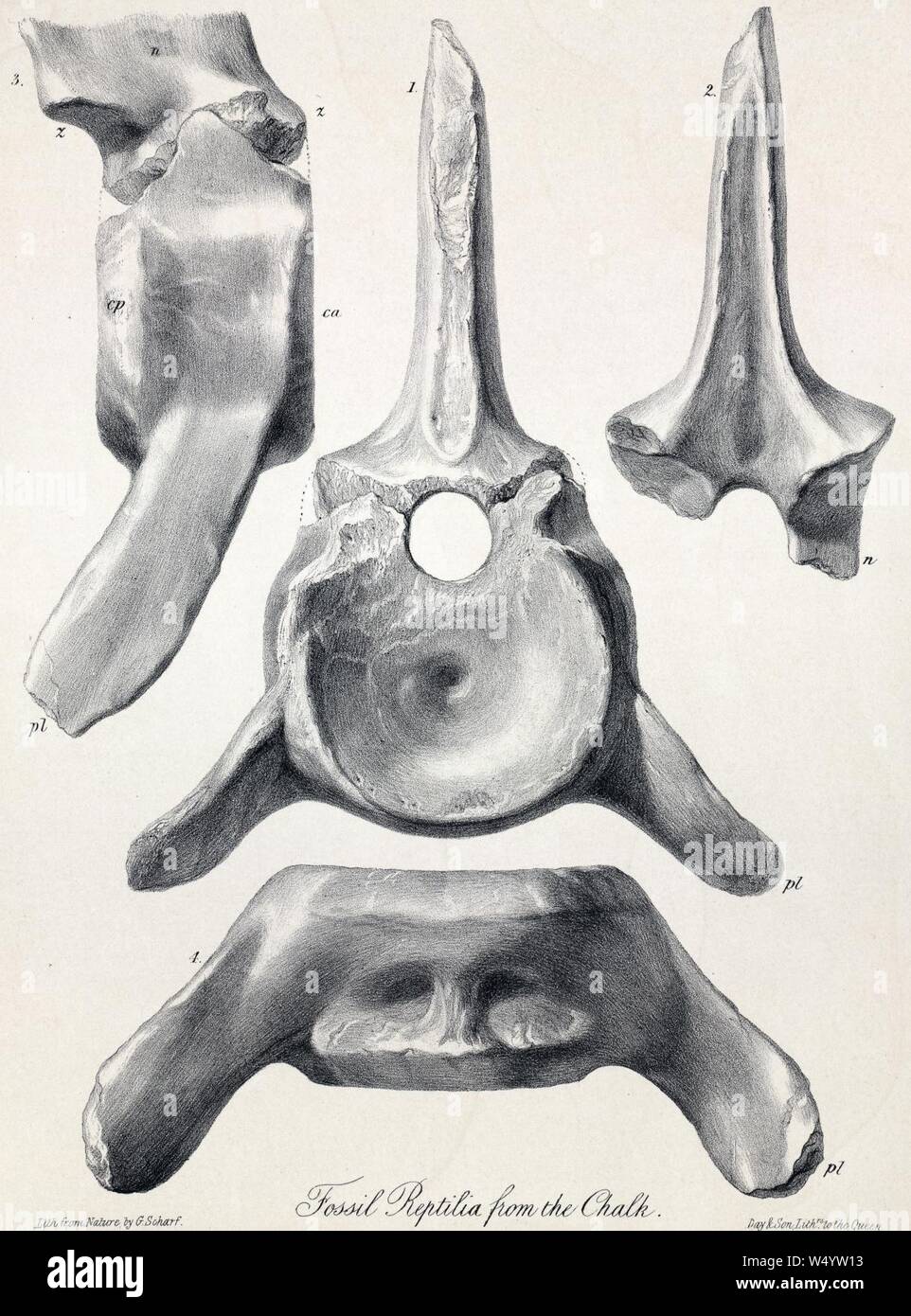 Crymocetus hi-res stock photography and images - Alamy