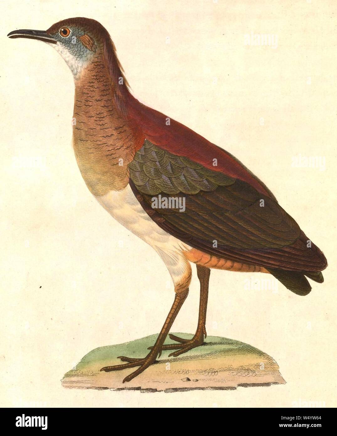 Crypturellus undulatus 1838 Stock Photo - Alamy