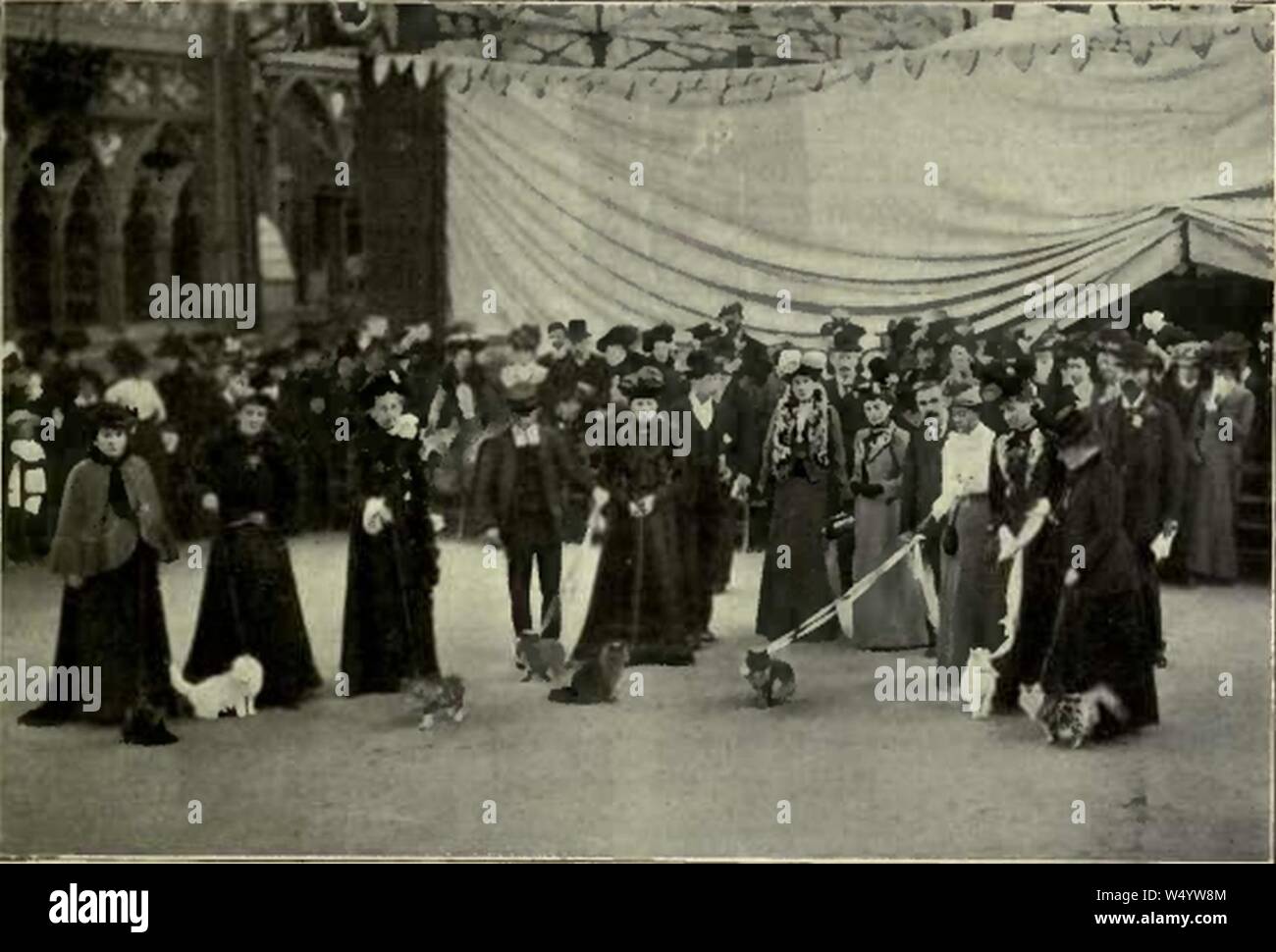 Palace cat hi-res stock photography and images - Alamy