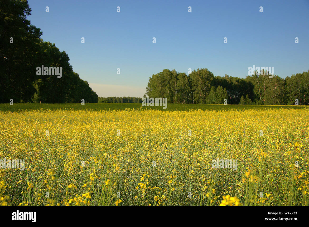 A field of flowering buckwheat at the edge of the forest. Altai Krai ...