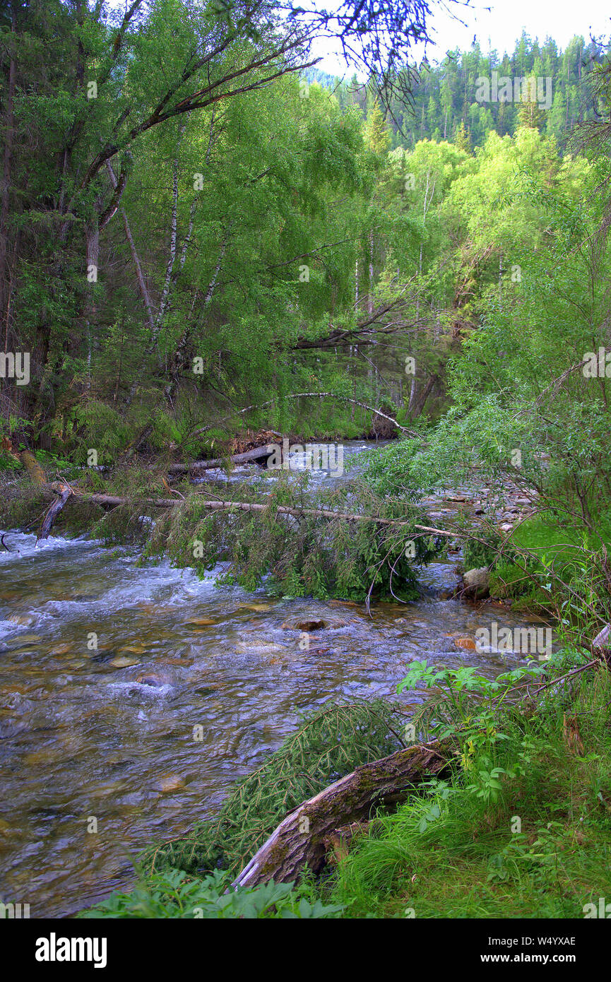 The tumultuous Sema River flows through the forest into the valley ...