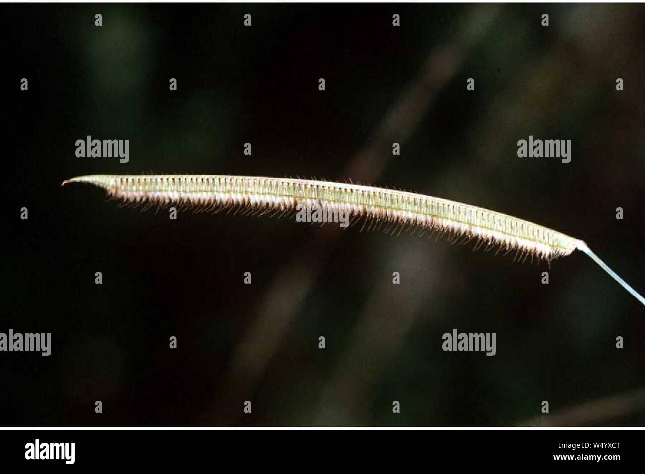 Ctenium hi-res stock photography and images - Alamy