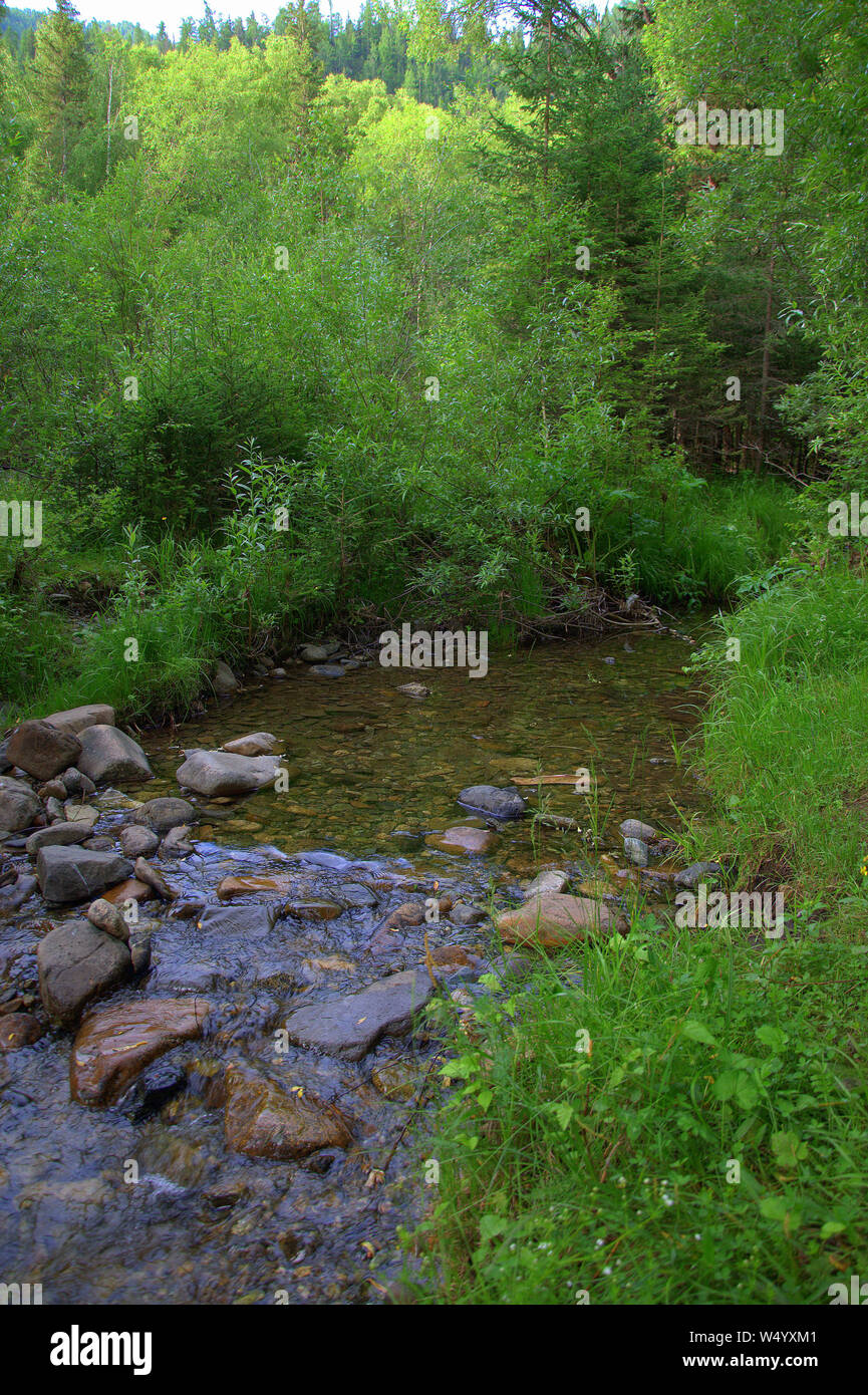 A small mountain stream flowing through the forest. Altai, Siberia ...