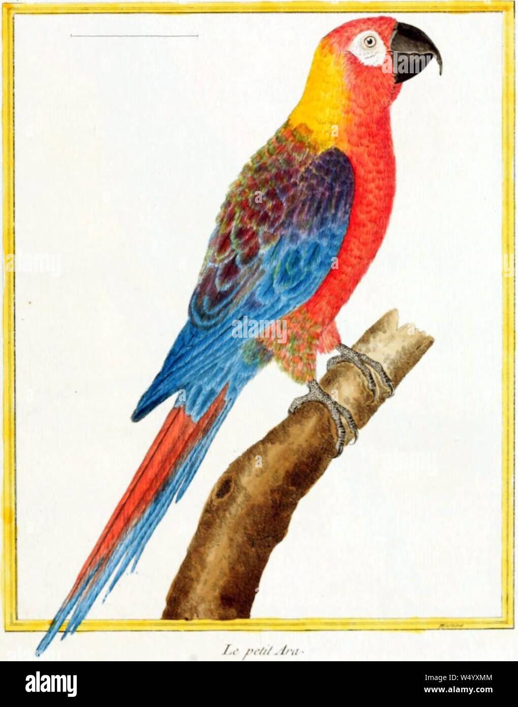 Macaw picture hi-res stock photography and images - Alamy