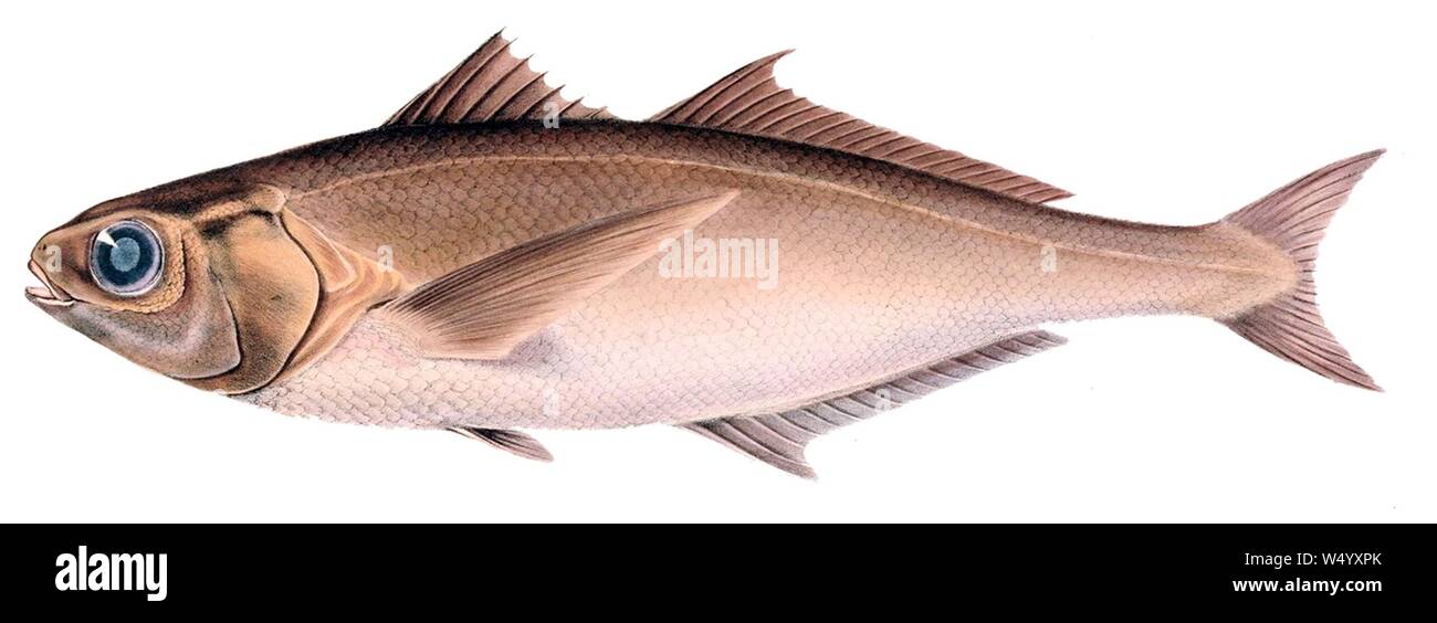 Cubiceps capensis hi-res stock photography and images - Alamy