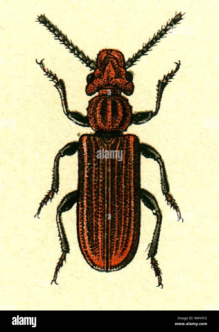 Haematodes hi-res stock photography and images - Alamy