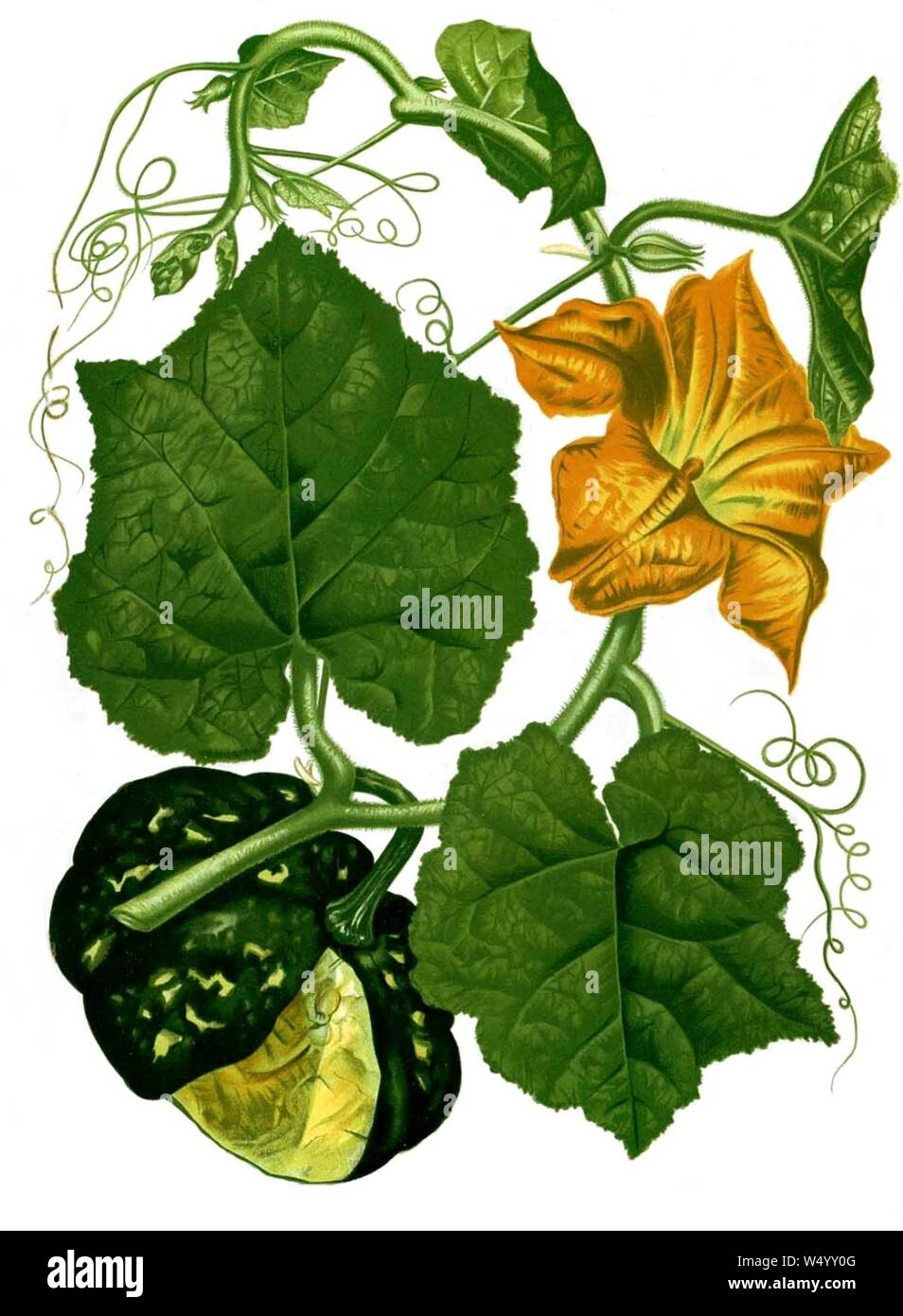 Cucurbita maxima Blanco2.320-cropped Stock Photo - Alamy