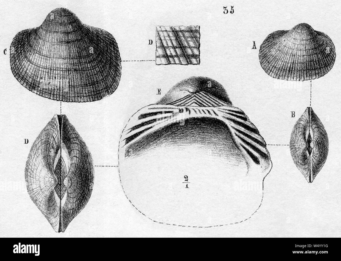 Cucullaea hi-res stock photography and images - Alamy