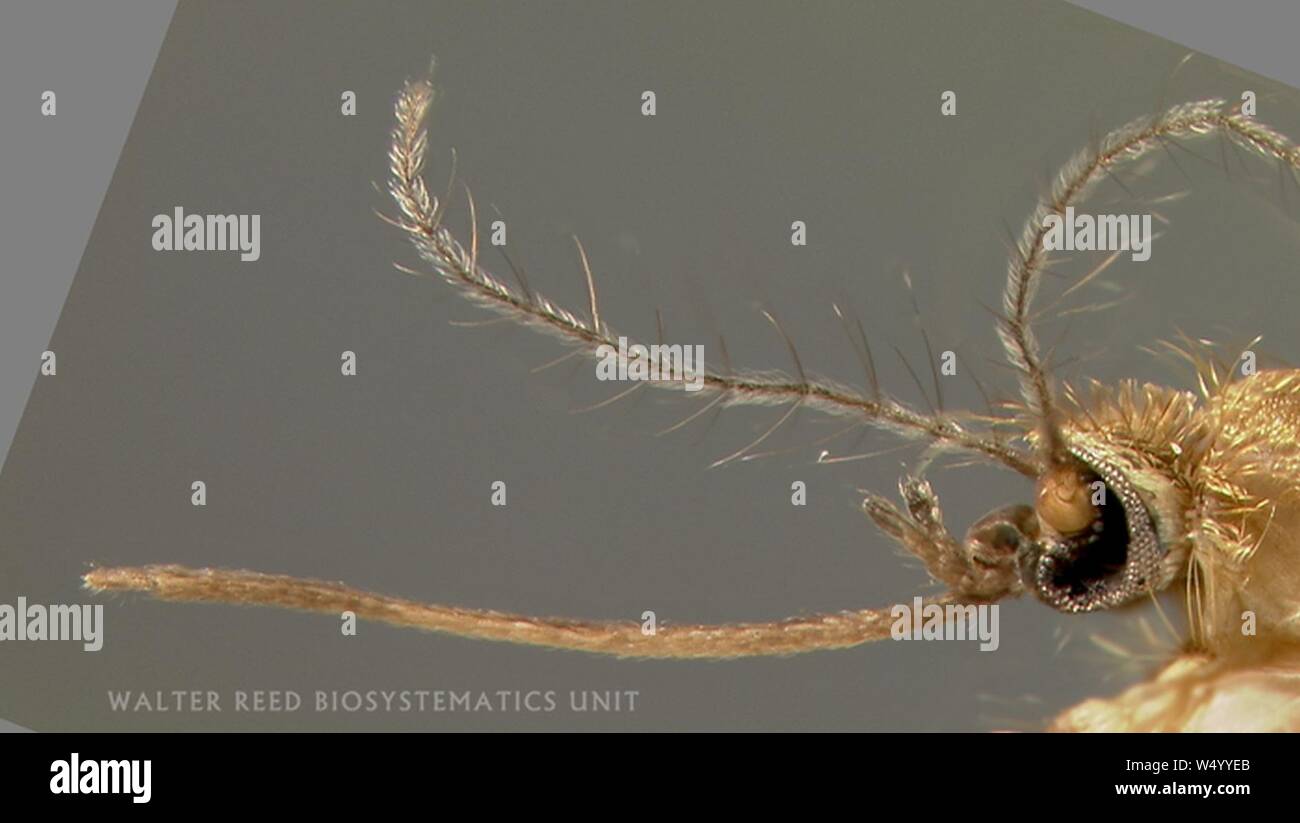 Male mosquito culex pipiens head hi-res stock photography and images ...