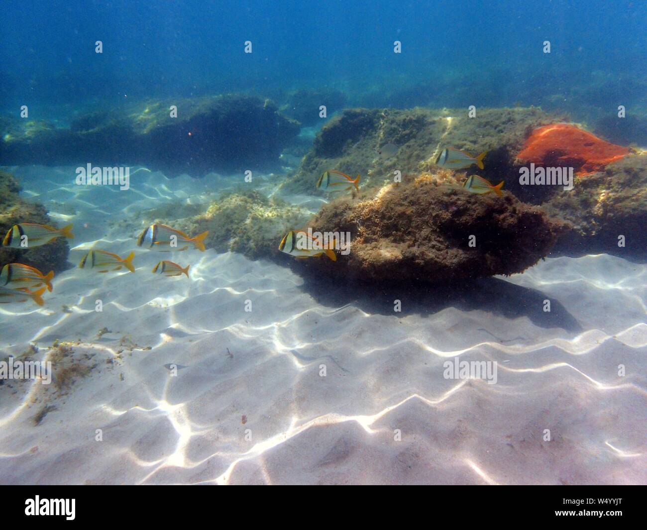 Porkfish swimming between the rock and coral reefs in the Atlantic ...