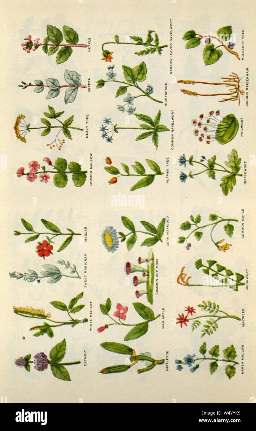 Culpeper's complete herbal Stock Photo - Alamy