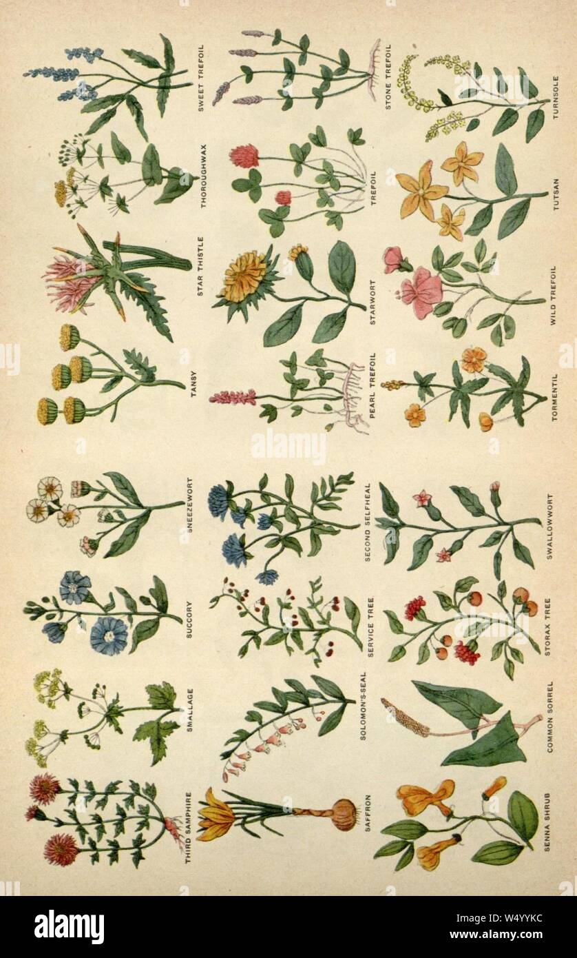 Culpeper's complete herbal Stock Photo - Alamy