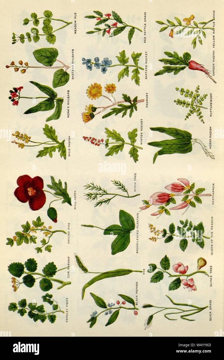 Culpeper's complete herbal Stock Photo - Alamy
