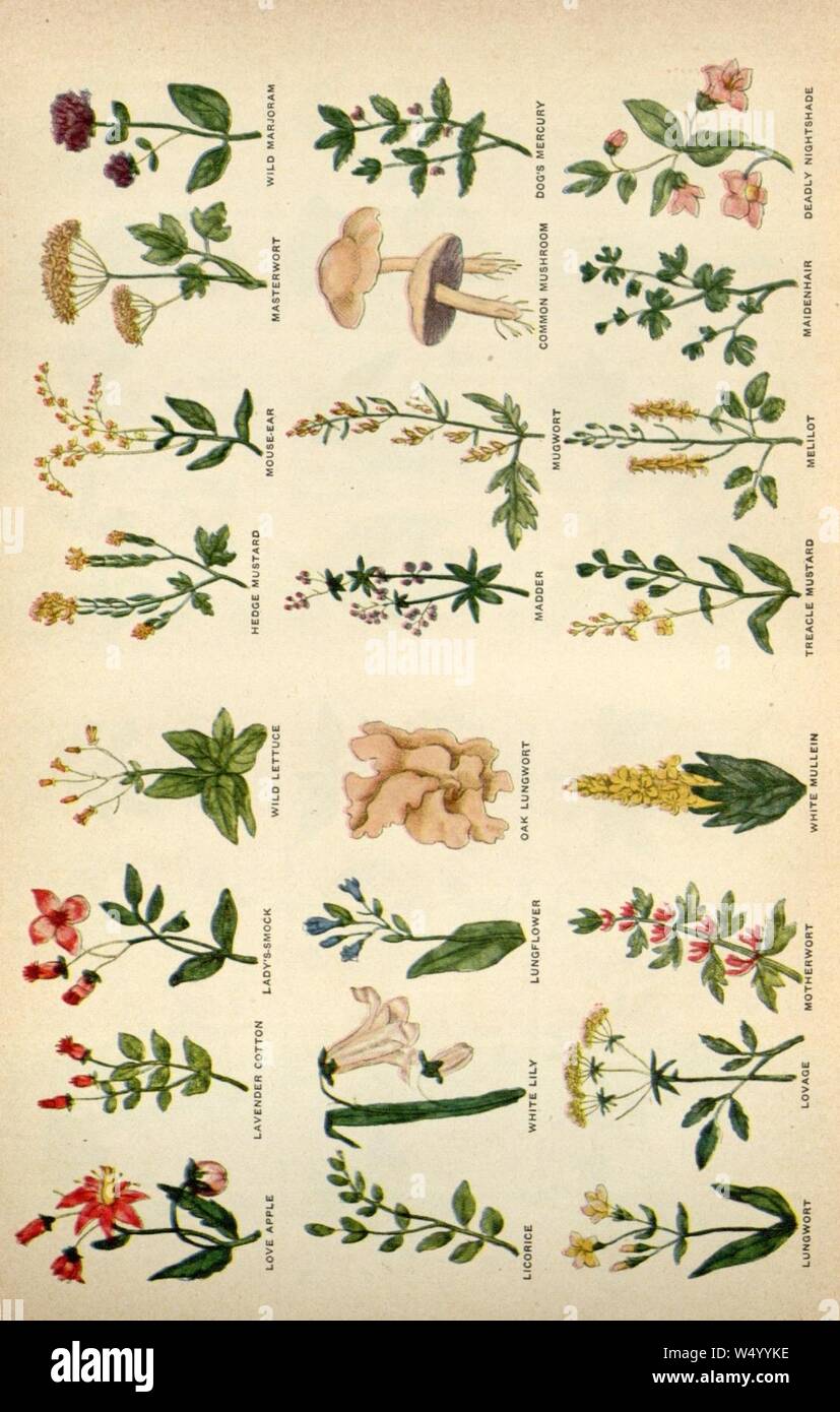 Culpeper's complete herbal Stock Photo - Alamy