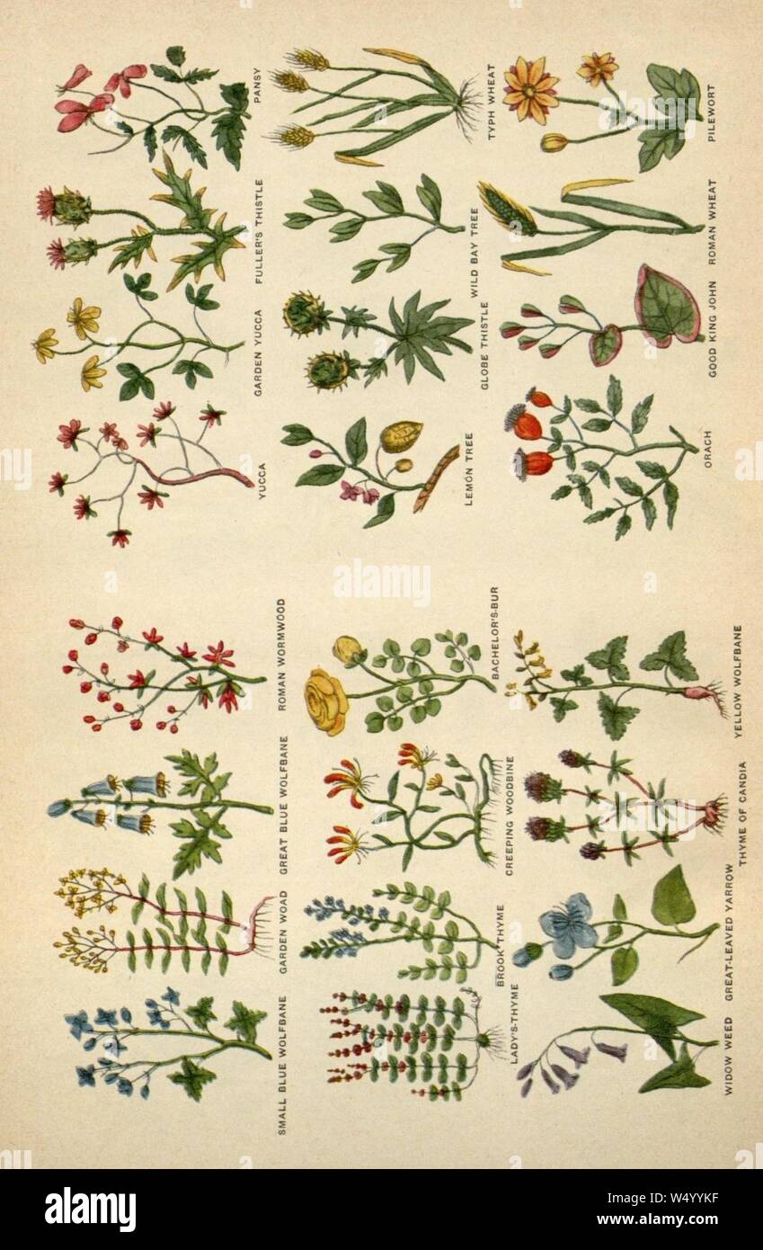 Culpeper's complete herbal Stock Photo - Alamy