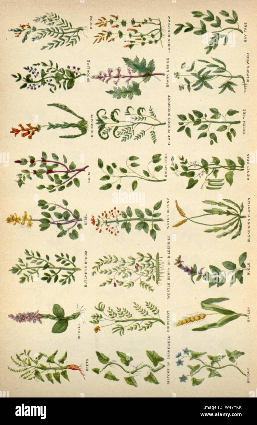 Culpeper's complete herbal Stock Photo - Alamy