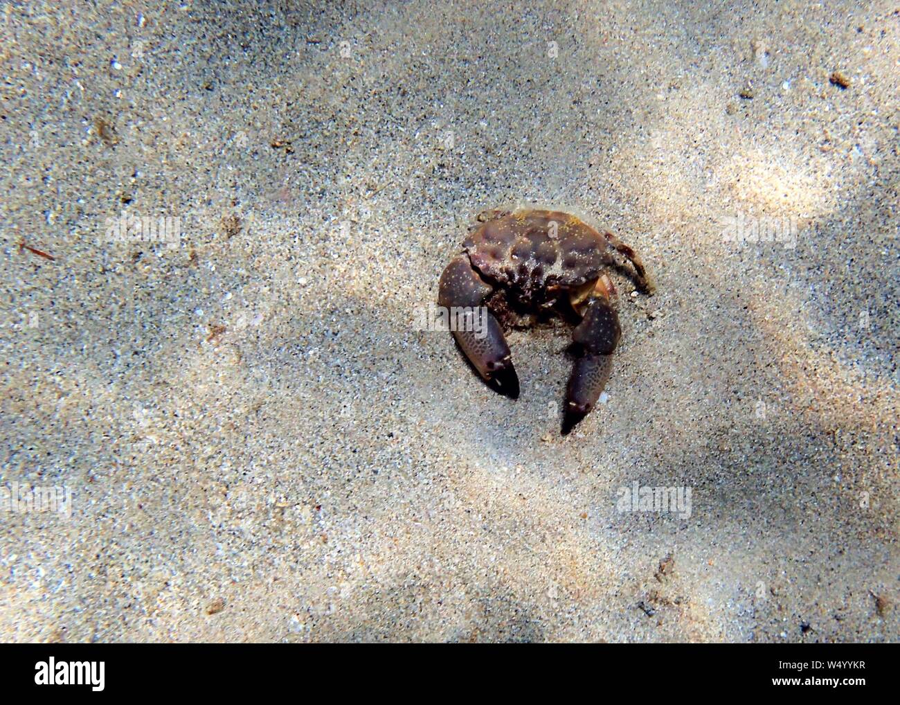 An underwater photo of a stone crab sitting on the bottom of the ocean ...