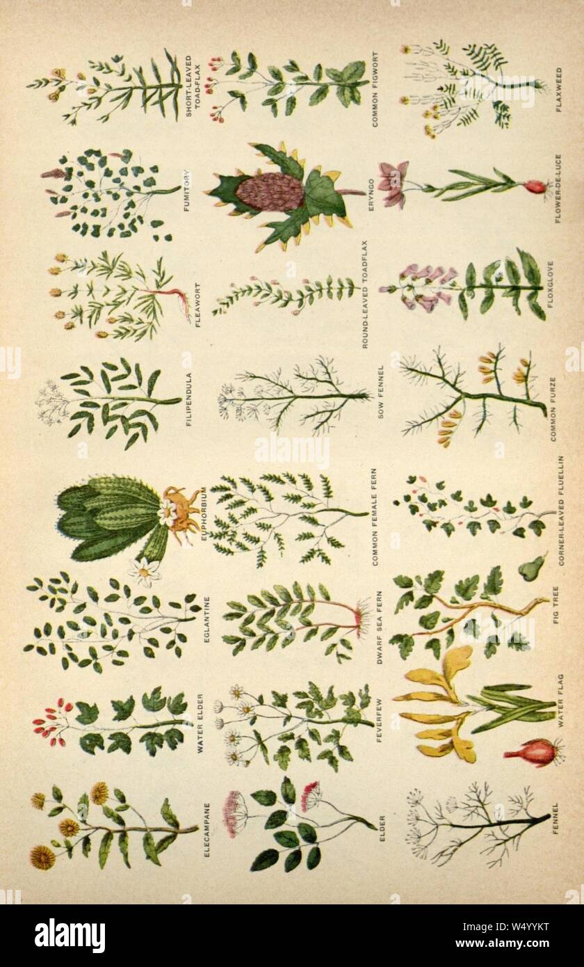 Culpeper's complete herbal Stock Photo - Alamy