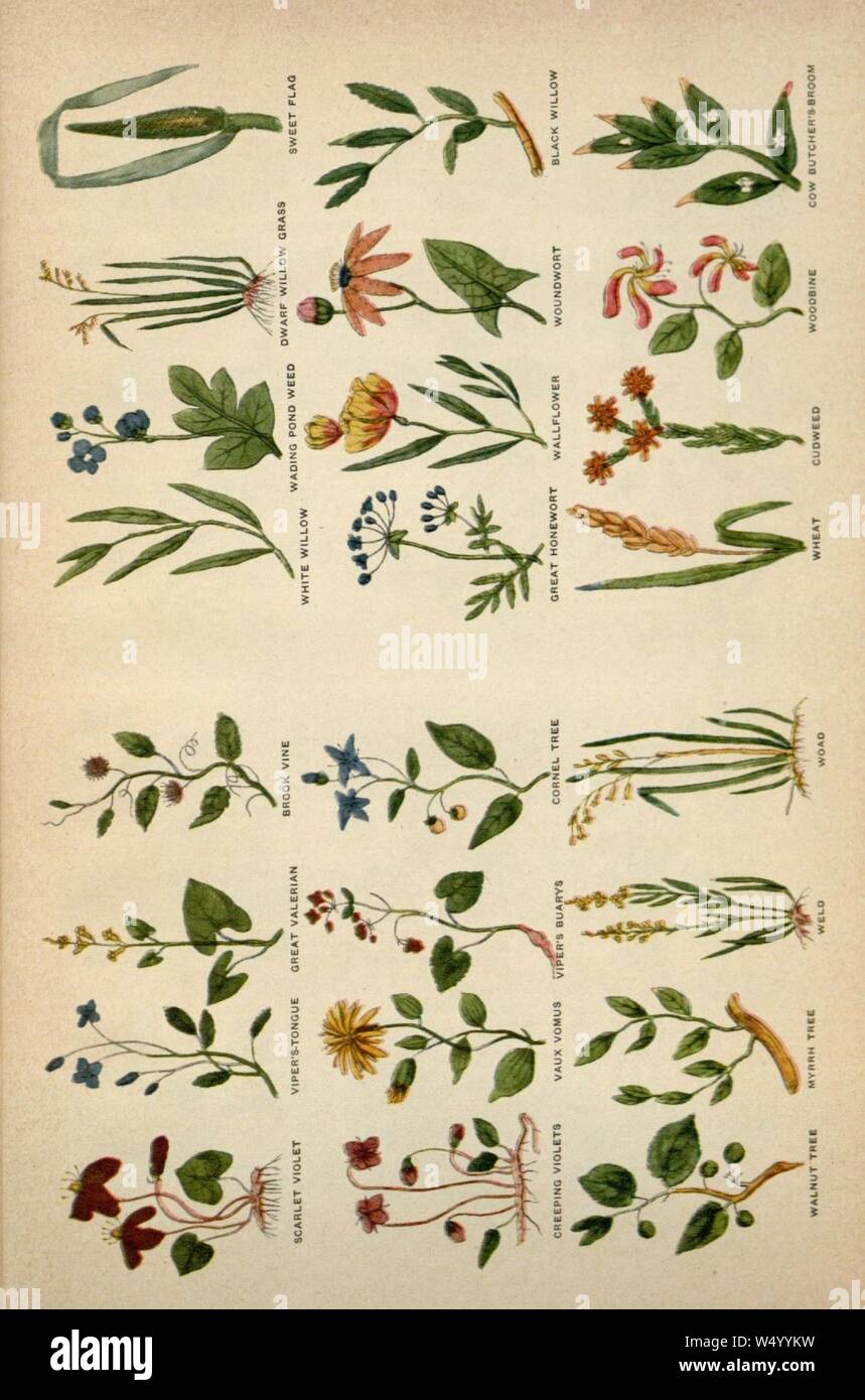 Culpeper's complete herbal Stock Photo - Alamy