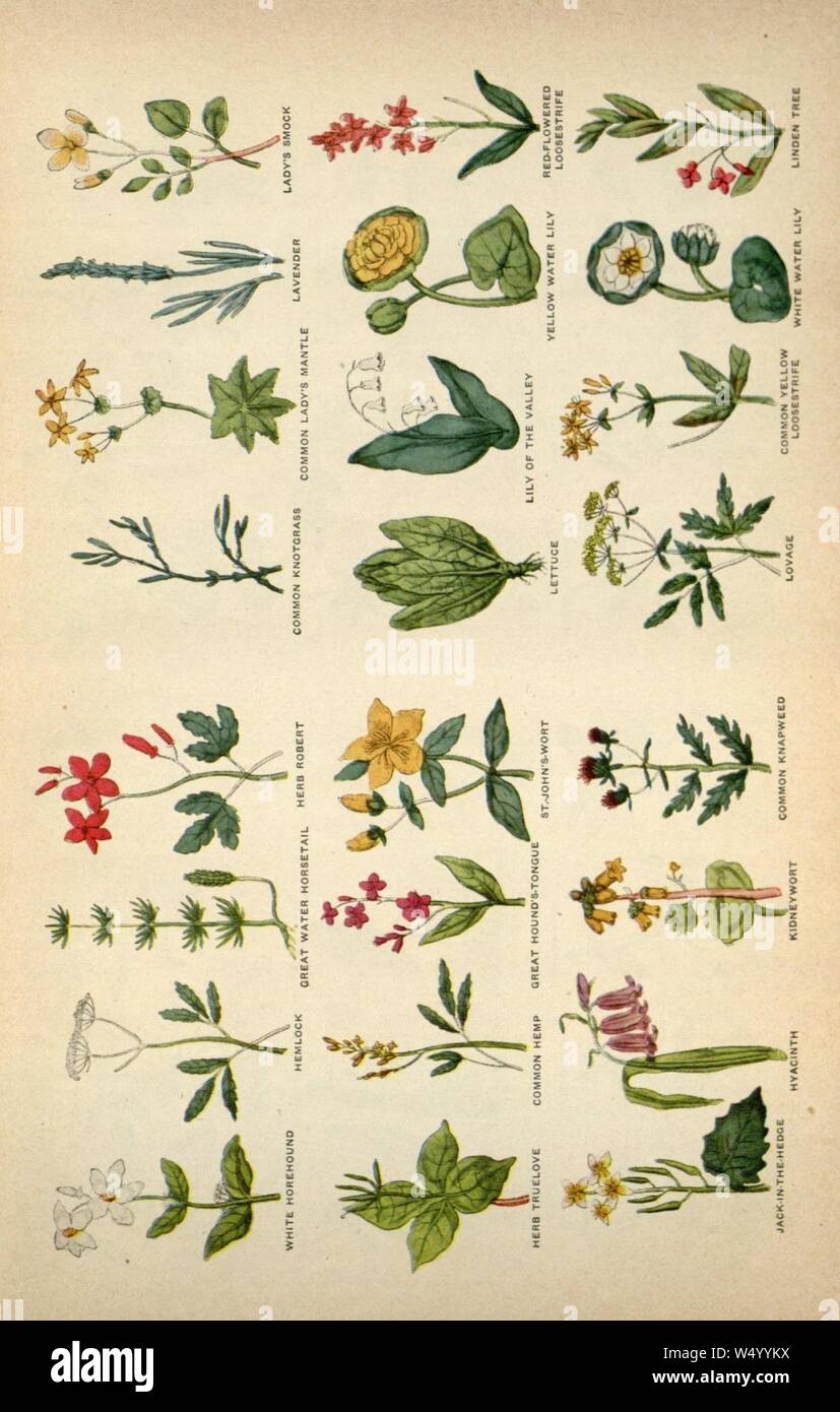 Culpeper's complete herbal Stock Photo - Alamy